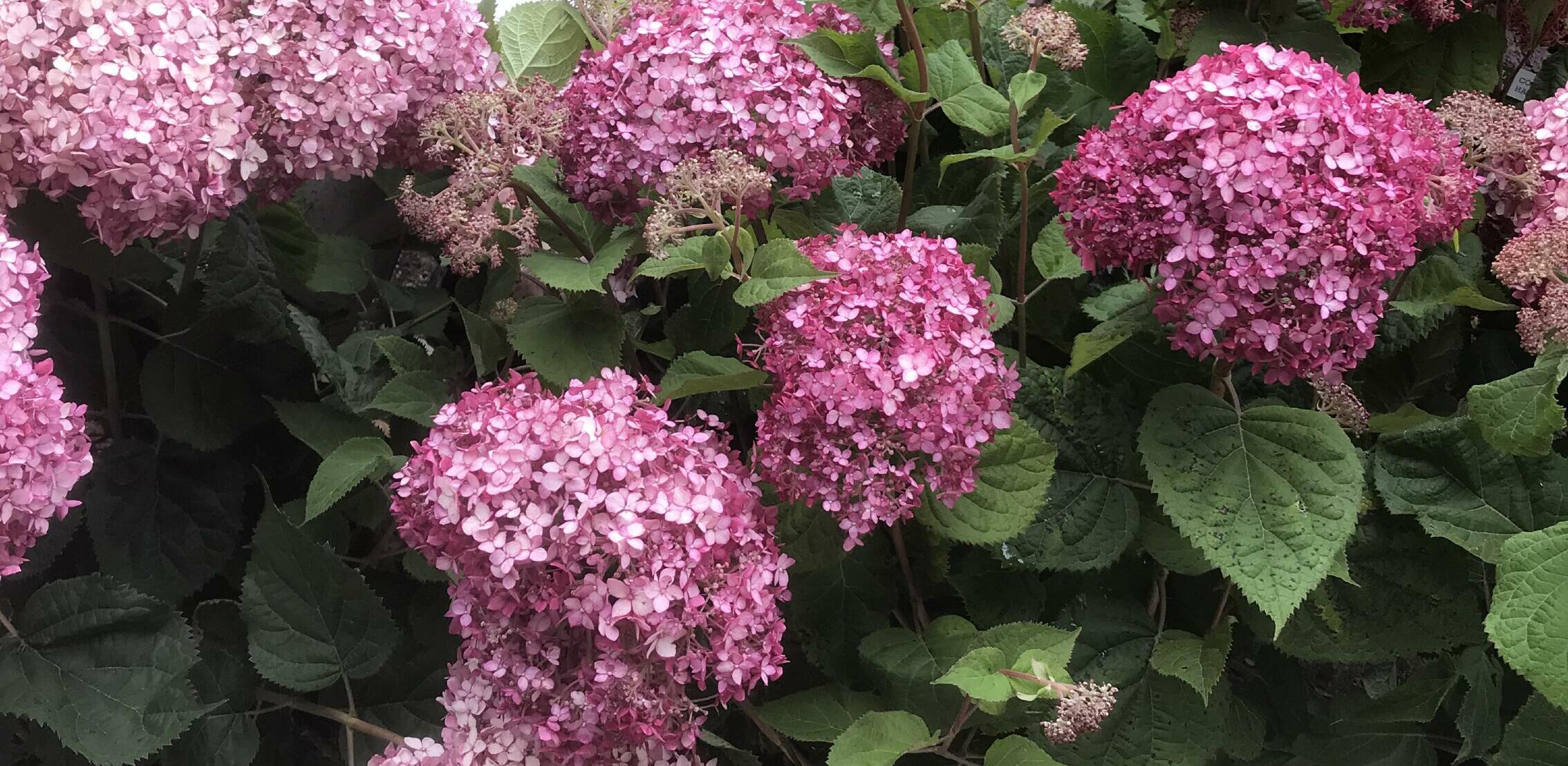 Shrubs at Highland Nursery in St. Paul Minnesota